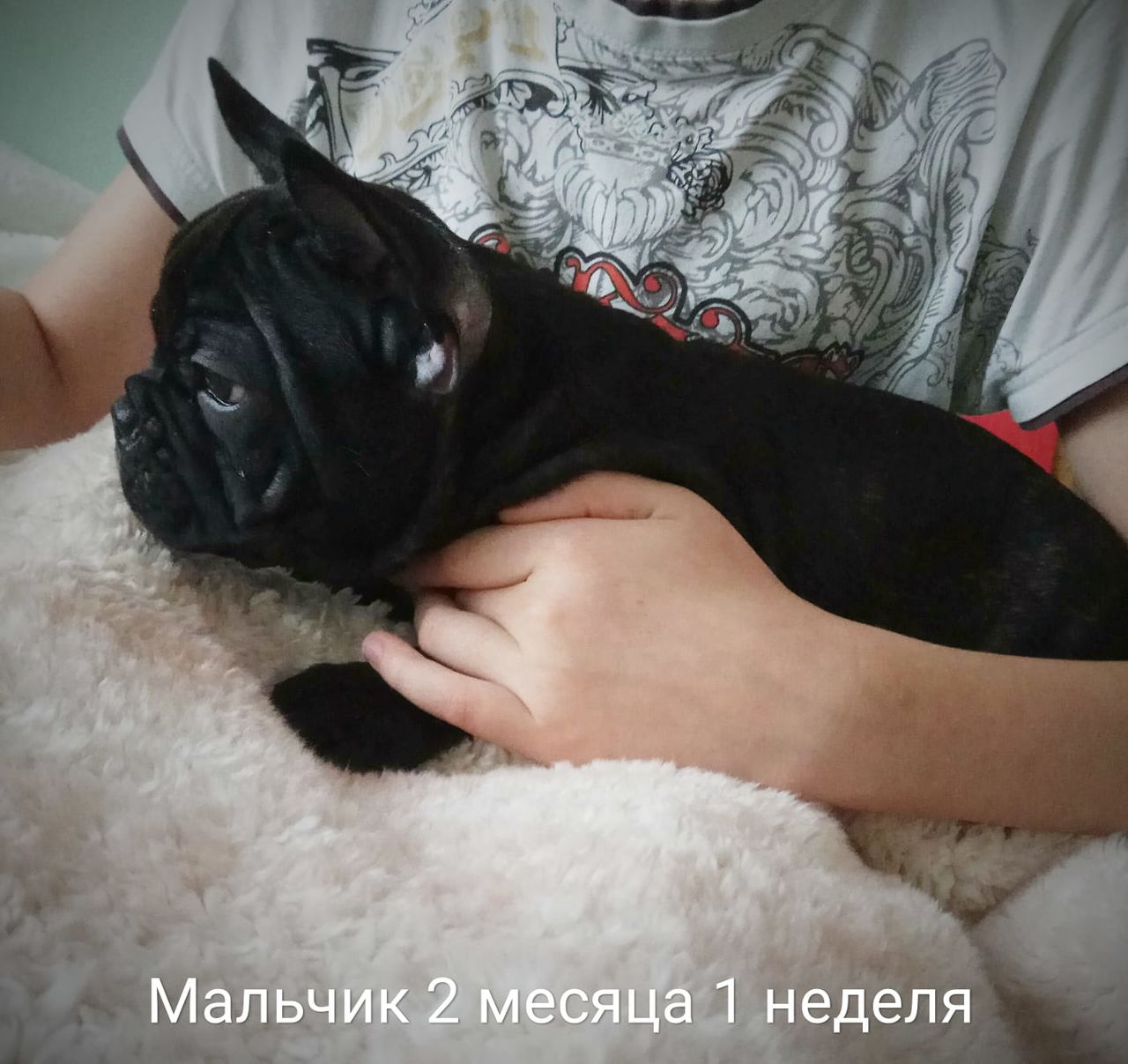 Французики