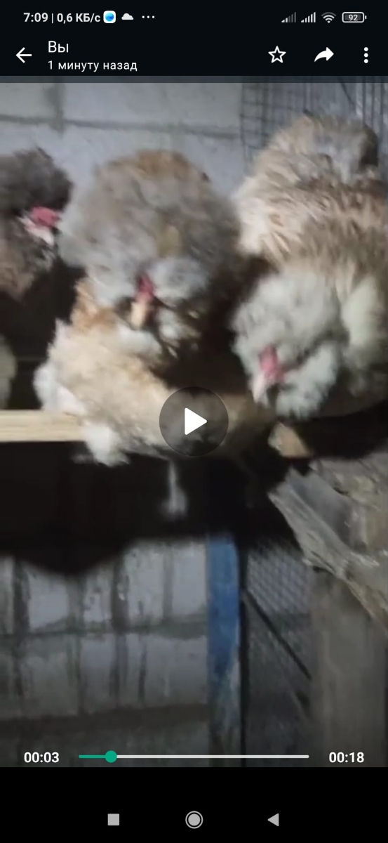 pui de la gainile din imagine (video)