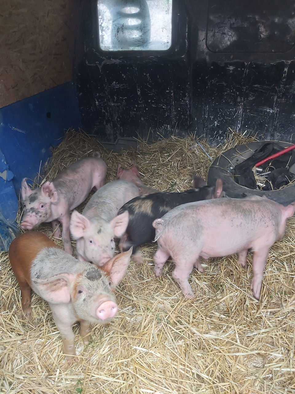 Vindem purcei de casa