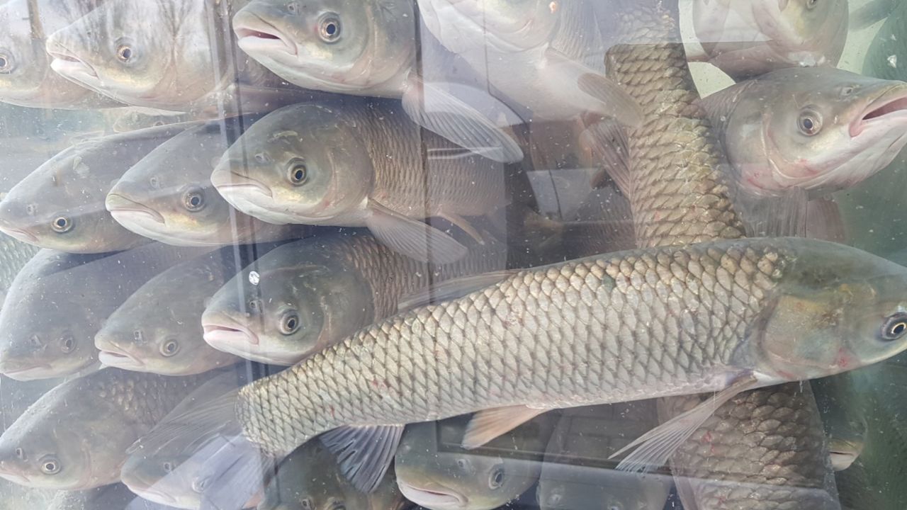 Vindem peste si raci vii