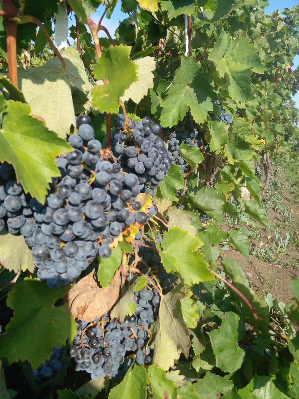 Saperavi. Negociabil