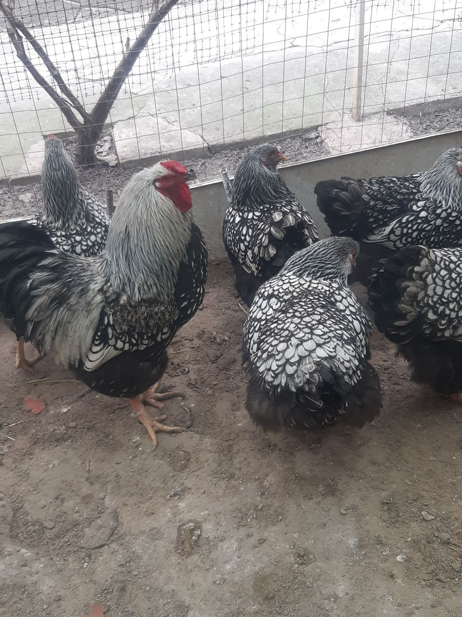 Pui oua de rasa Wyandotte