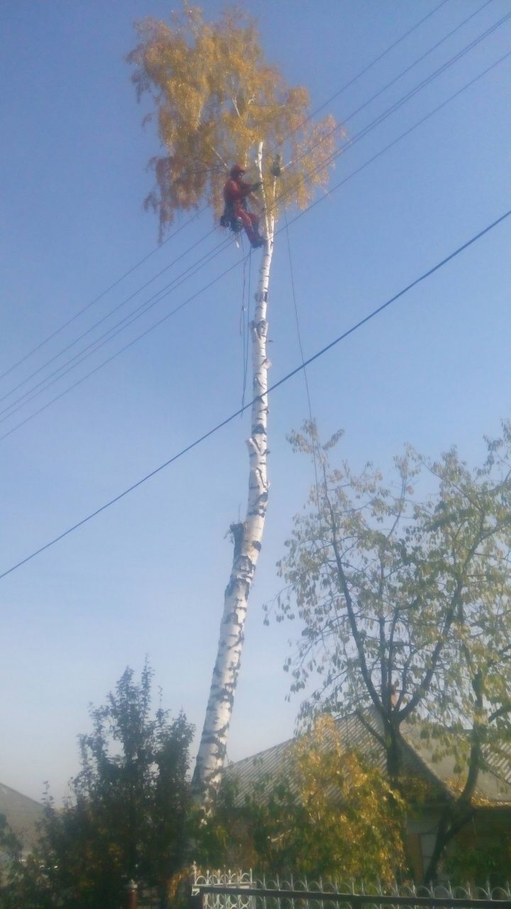 Арбористика -кронирование, обрезка веток ,спил деревьев там где нет ...