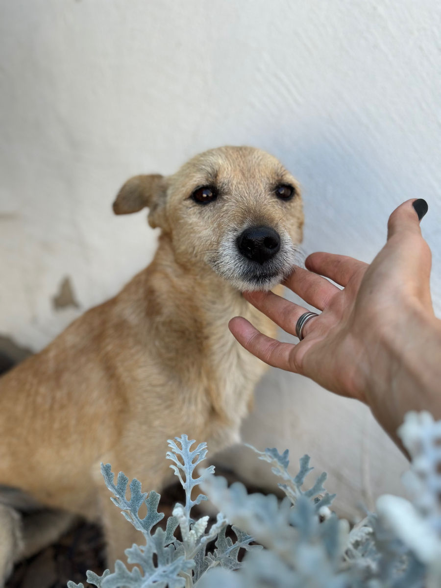 Catelusa in dar oamenilor cu suflet mare