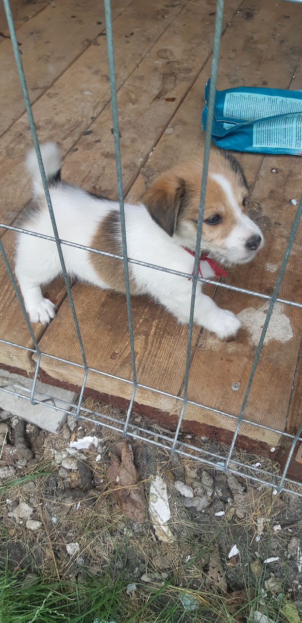 Vind cățel djek rasel teriier