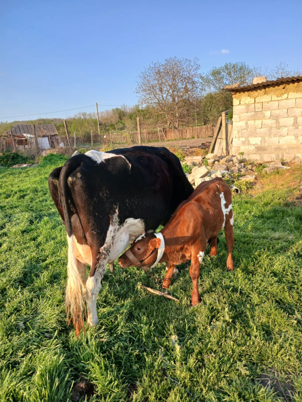 Vând vaca cu tot cu vițică