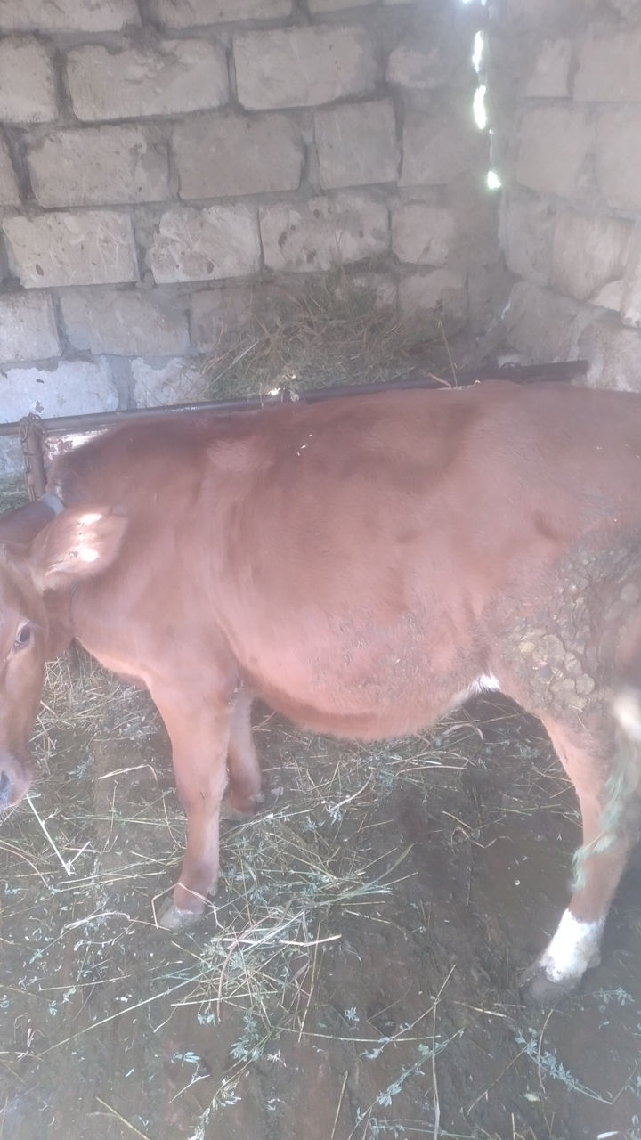 Vind vitica 4 luni la crestere.