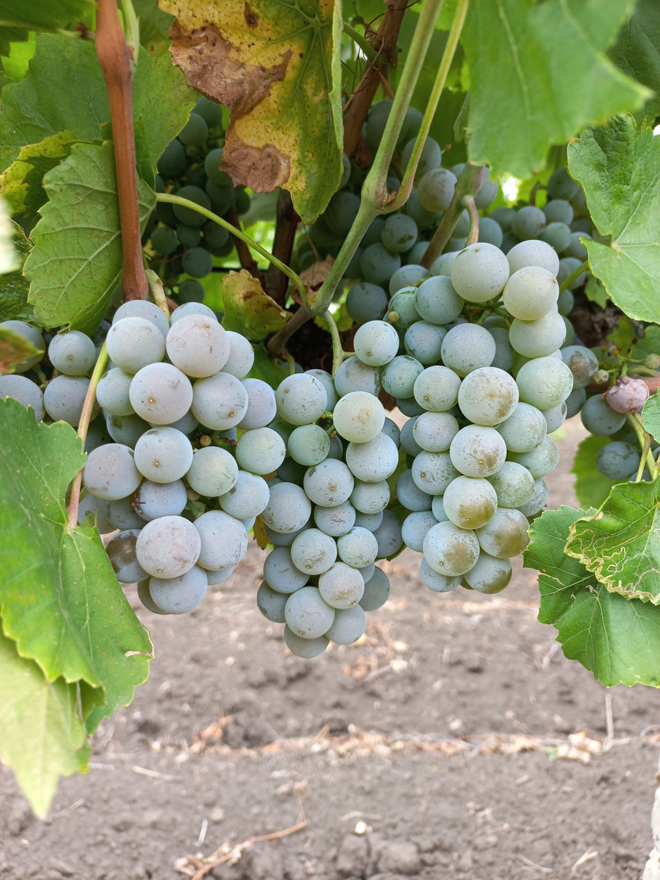 Vînd struguri pentru vin (Cuderca , Cabernet, Merlot, Sauvignon)