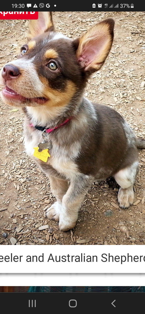 Primesc in dar un catelus sau cine matur de rasa cihuahua se poate ...