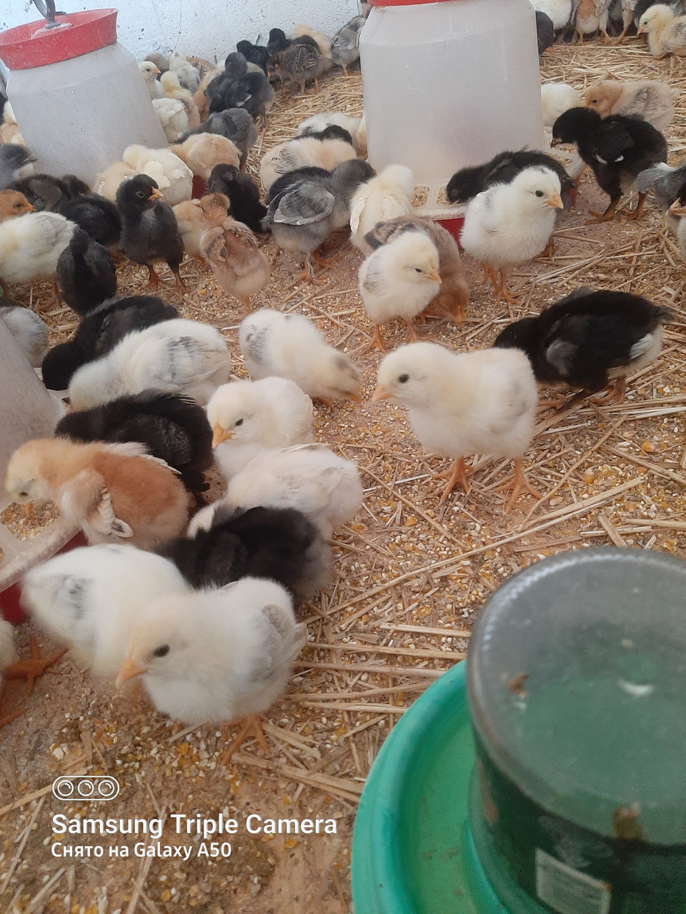 Vind pui de casa,oua,gaini,si rate mute