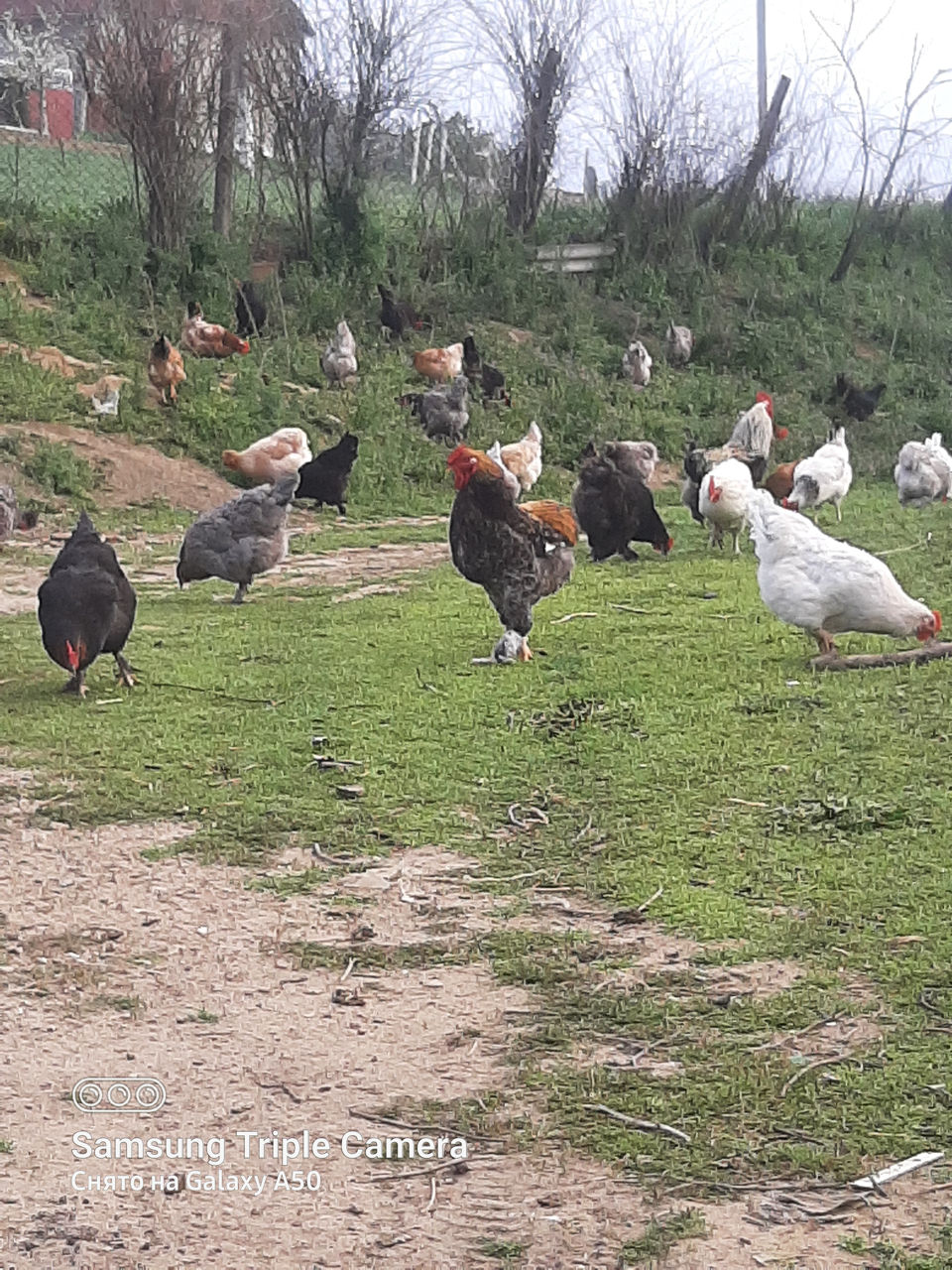 Vind pui de casa,oua,gaini,si rate mute