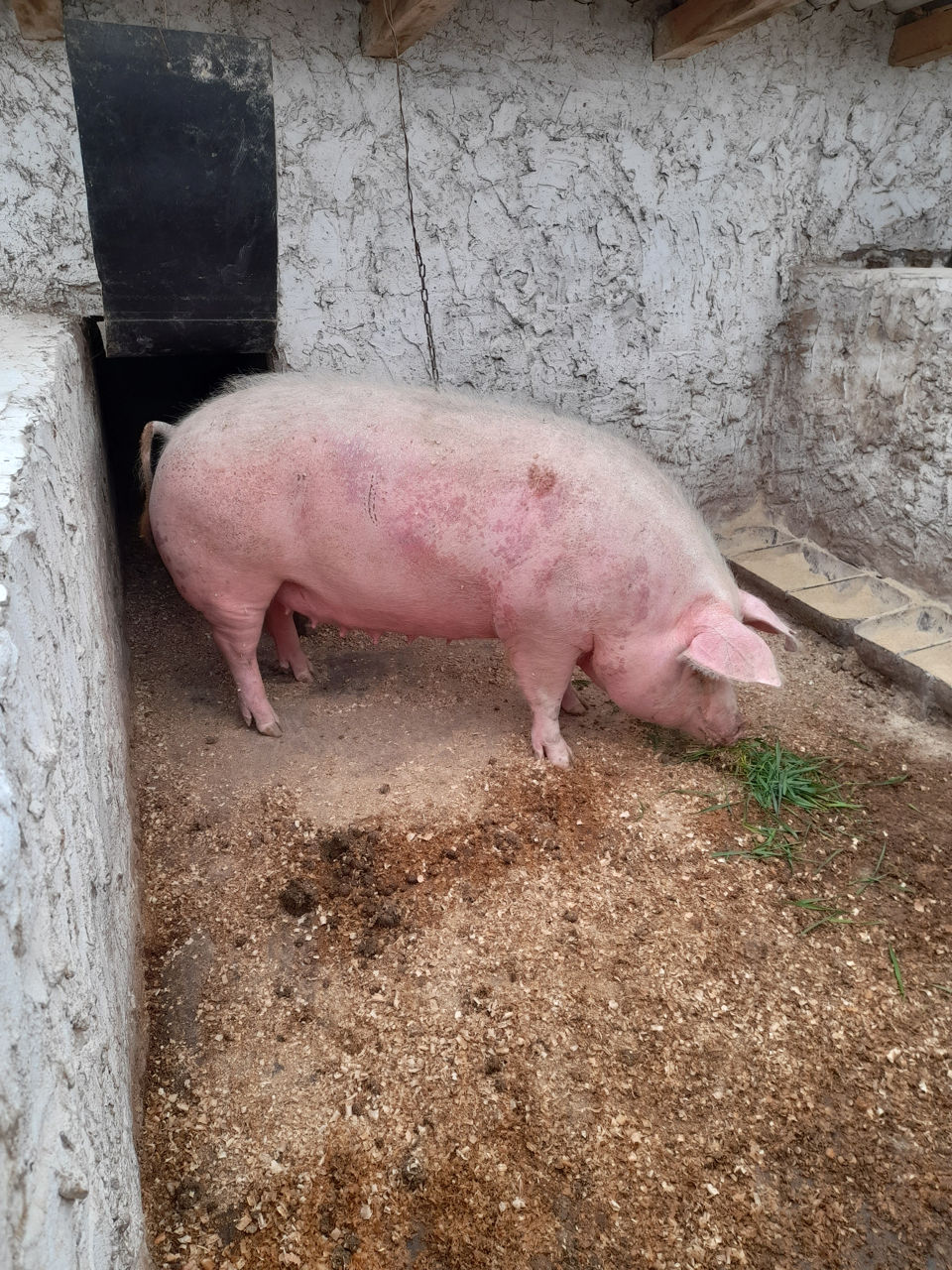 Vind porci mari .pret 55 lei kg .in satu recea
