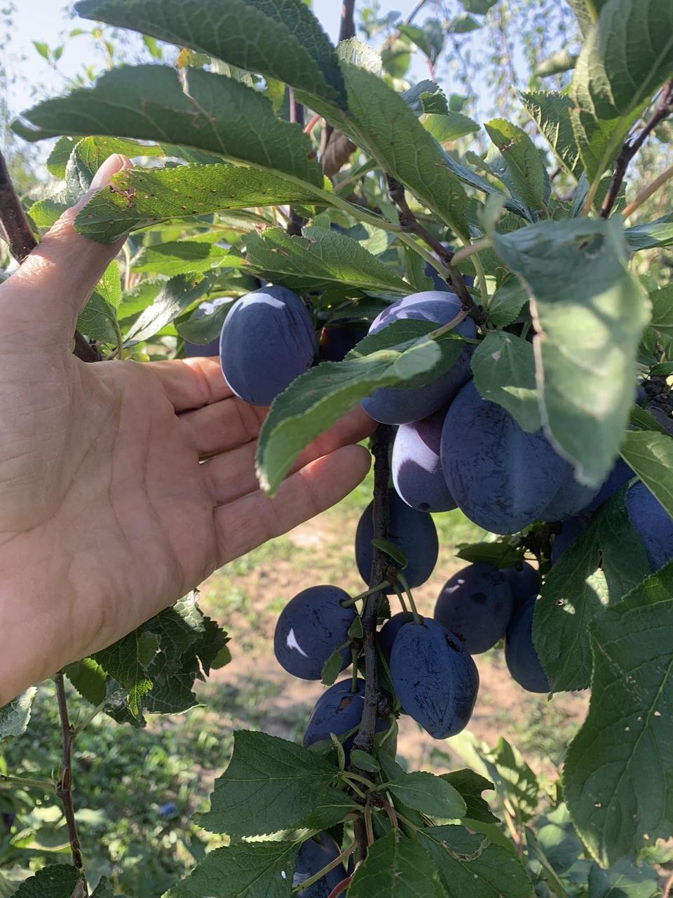 Prune Stanley la prelucrare