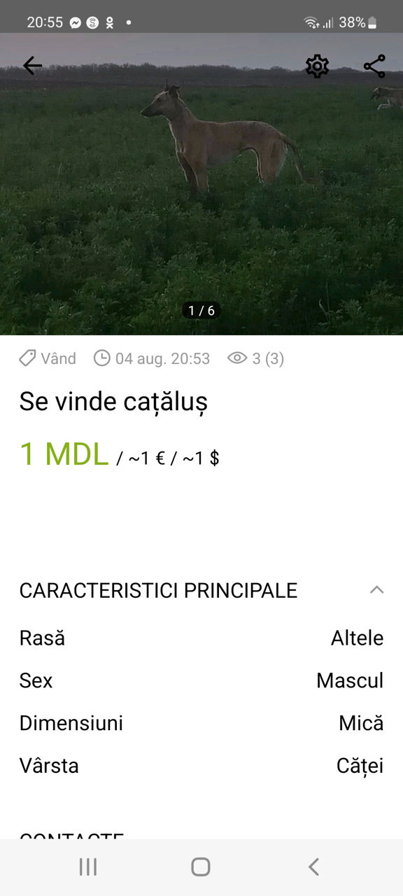 Se vinde o pereche de catei ogari englezi virsta o luna jumate si prima vacina facuta mai multe det