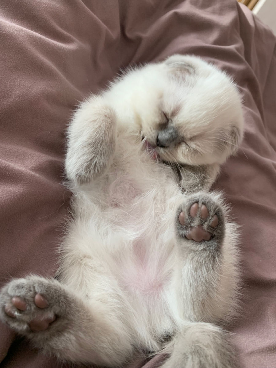 Scottish Fold Blue point