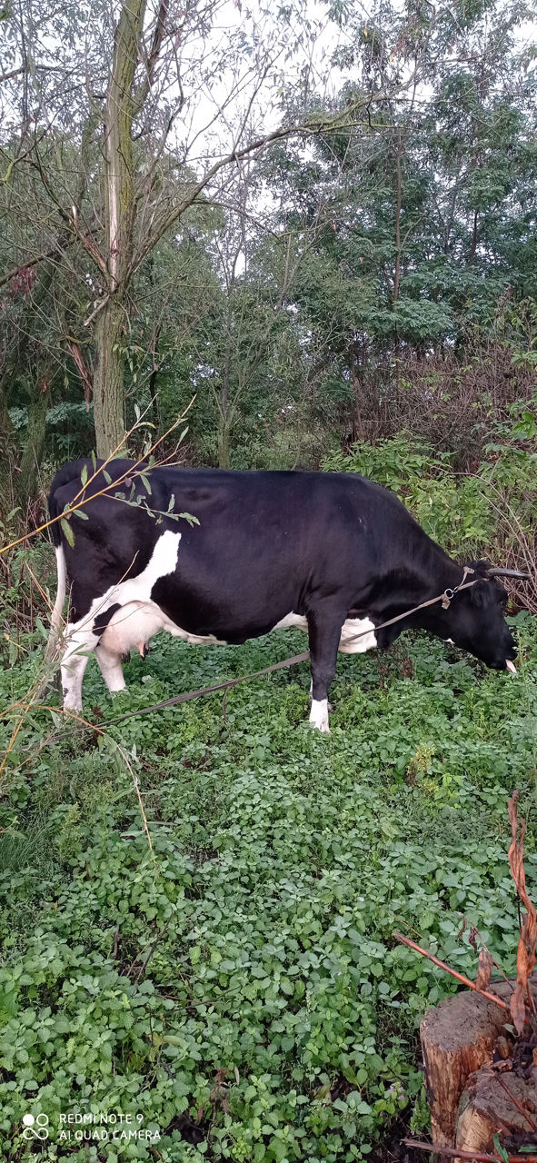 Se vinde vaca buna de lapte