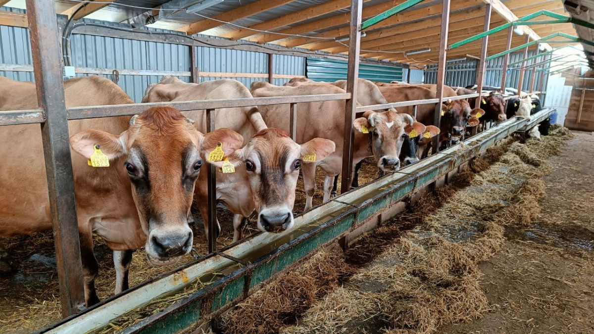 Vind 19 vaci Jersey+ 5 moldovenesti