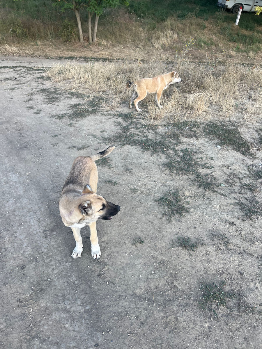 Vind Caței Rasa Kangal