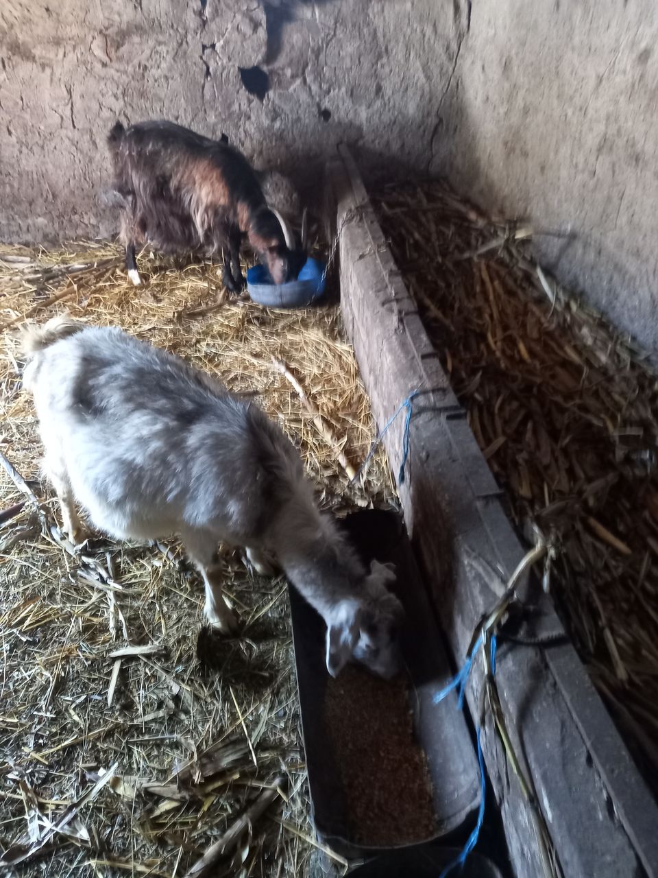 Vind doua capre si tapu