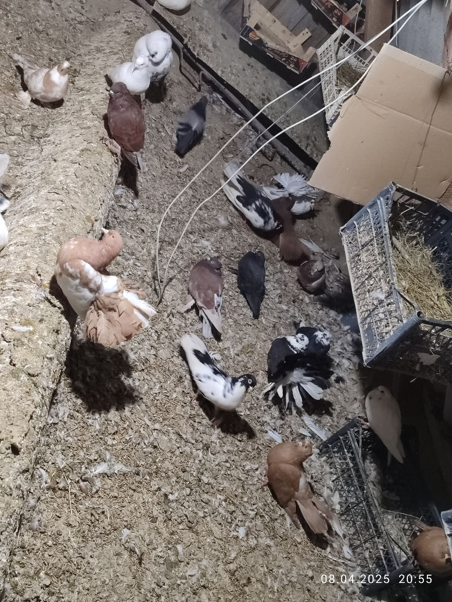 Se vind porumbei mai multe rase