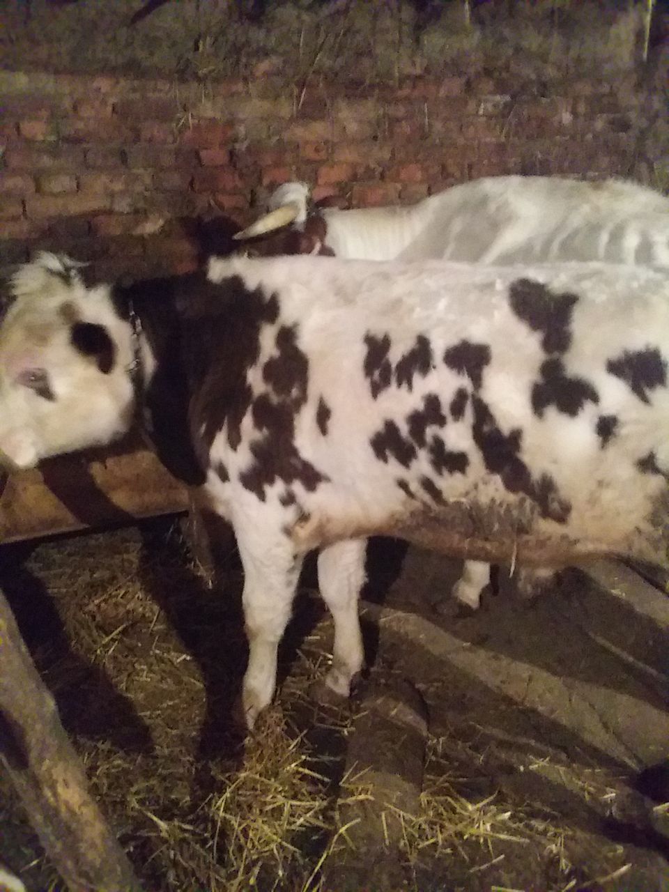 vind un buhai de 1an si 2 luni urgent