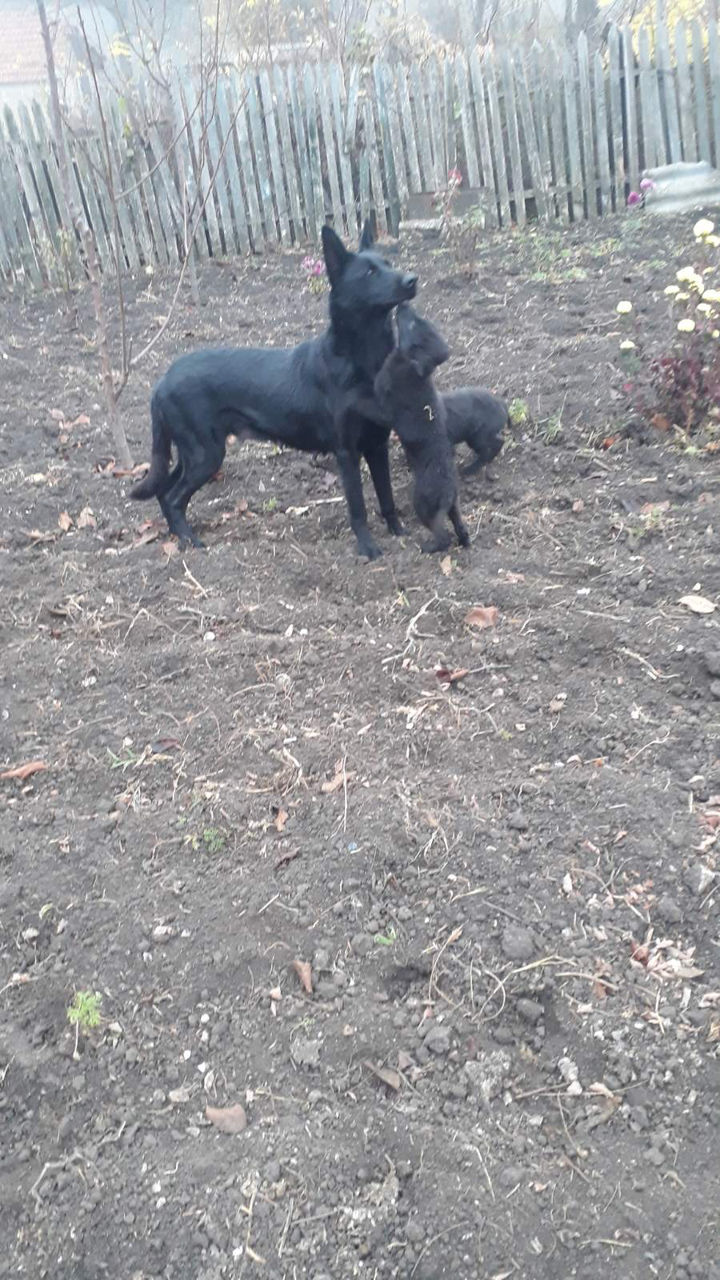 Vand catei Afceraca nimetkaia