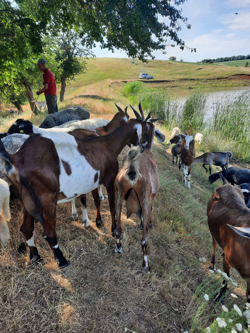 Vind capre anglonubiene ,capre alipine franceze