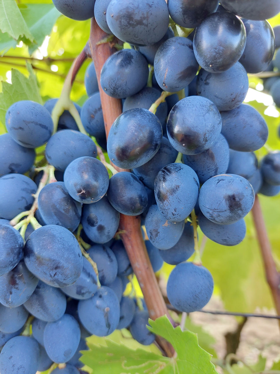 Vând struguri. 2.80 lei per kg