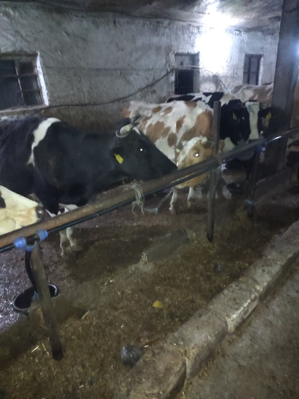 Se vinde vacute productive