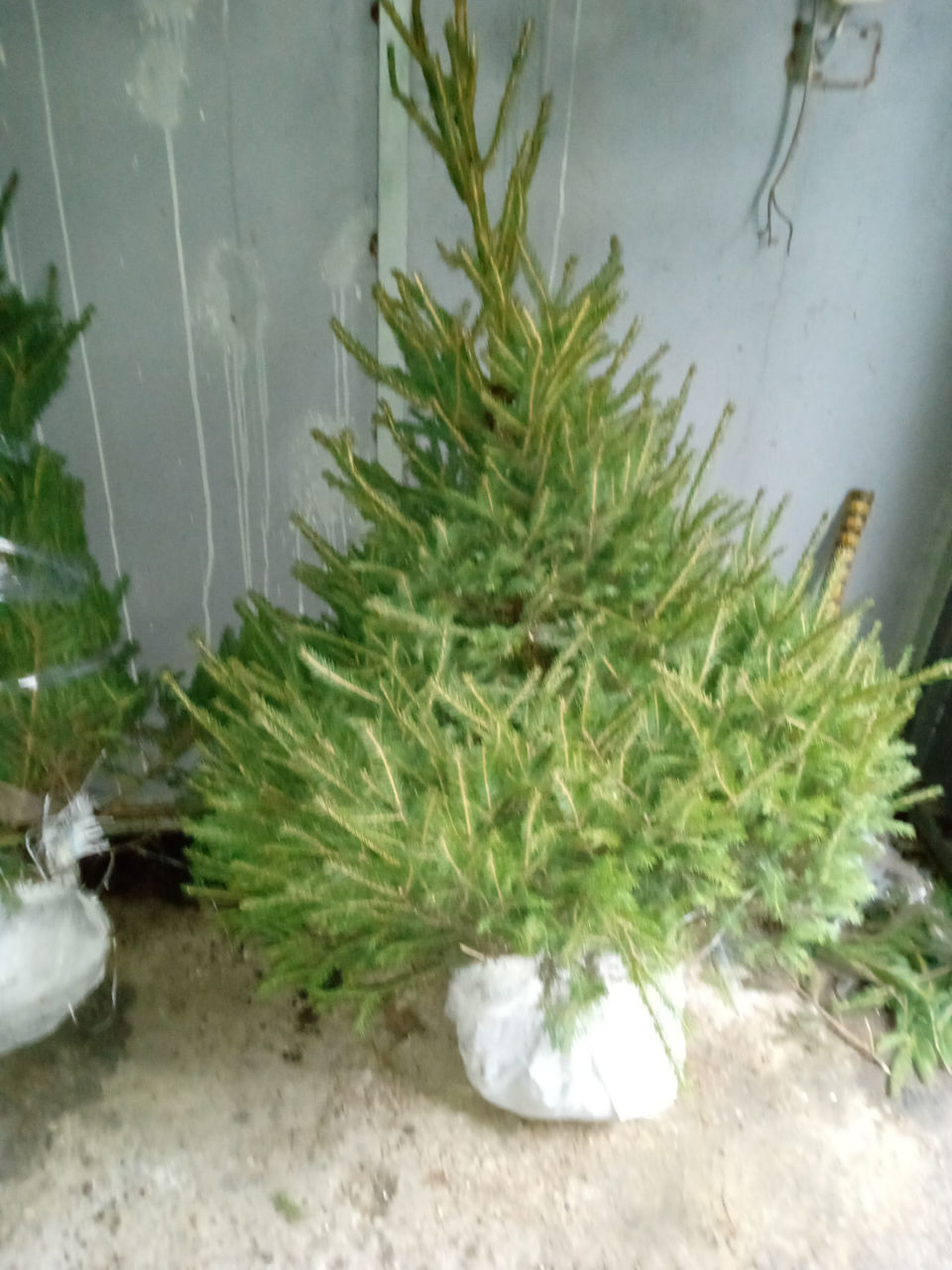 Brazi vii în ghiveci