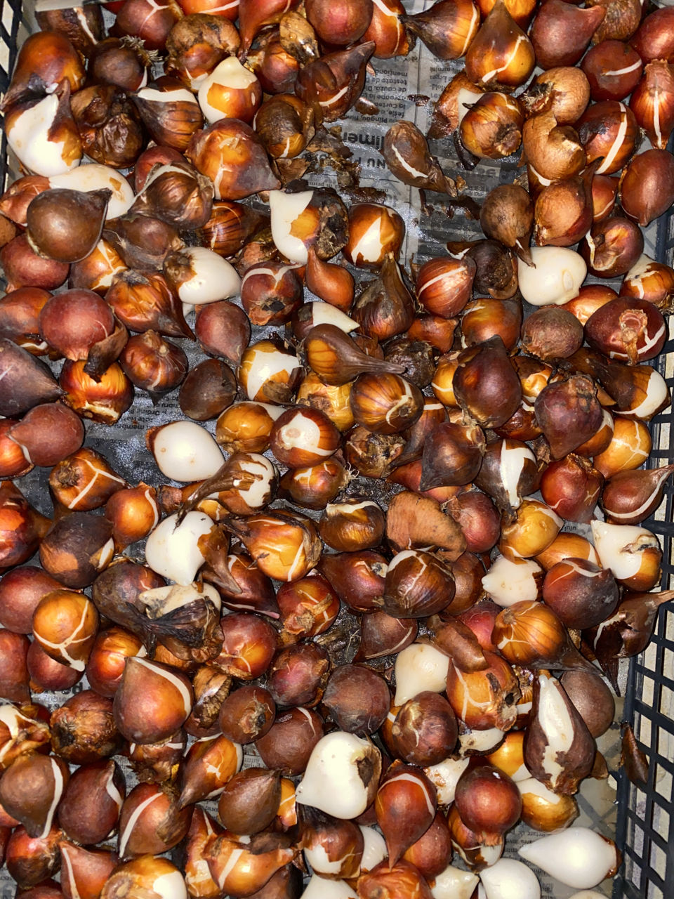 Lalele Bulbi, Zambila bulbi