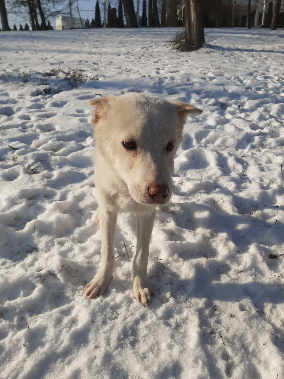 Adopta un catelus Frumos si Blind pe nume Nicusor
