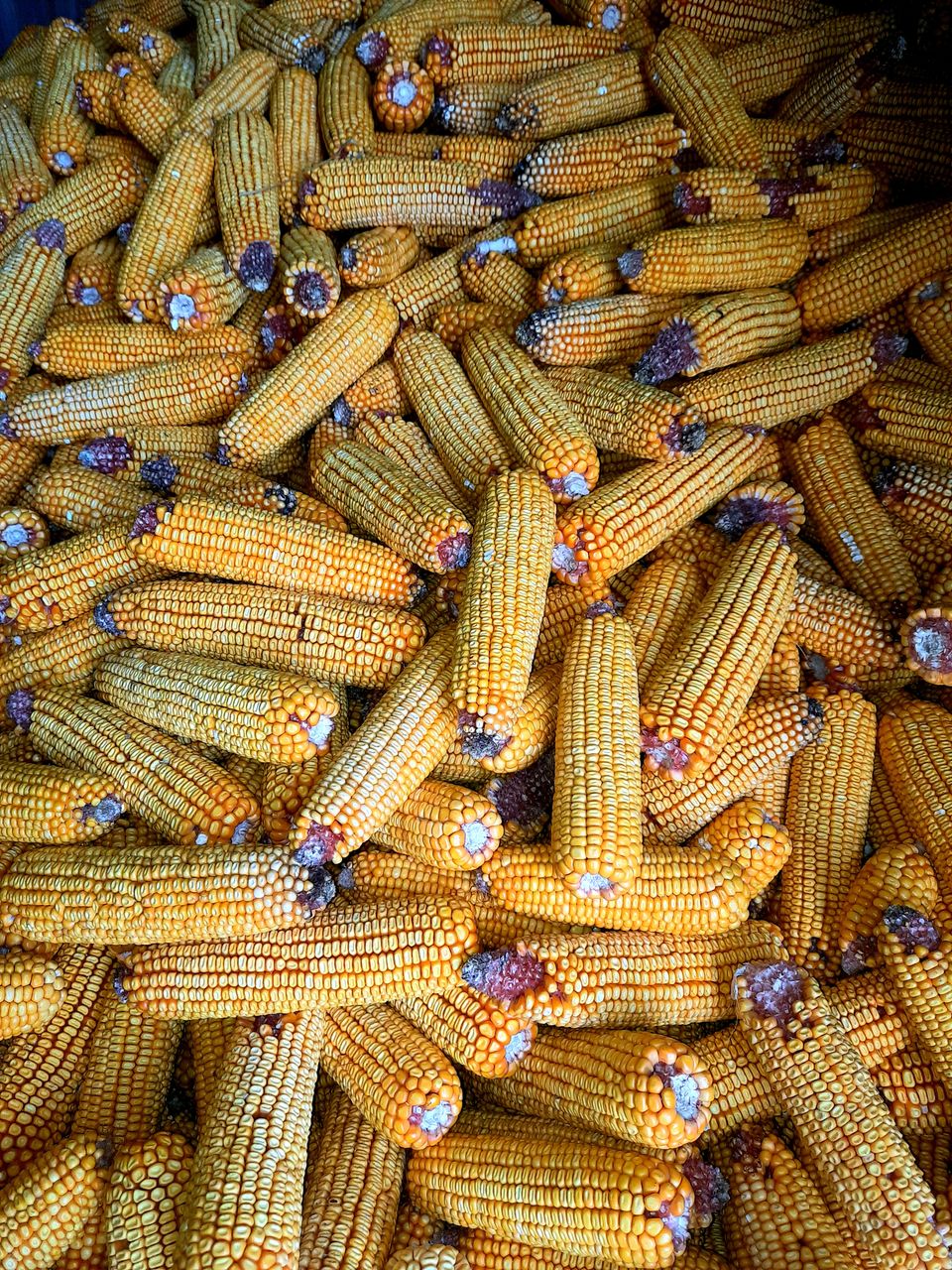 Vindem porumb şi grăunțe