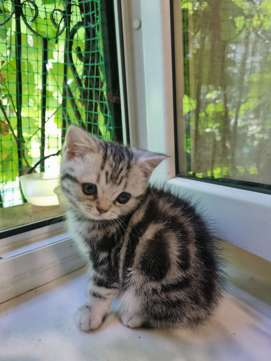 Котики британские " табби"