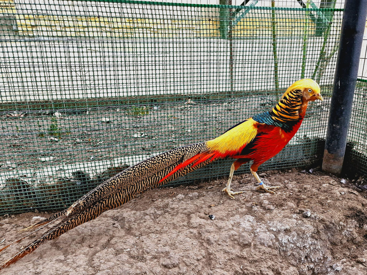 Vind fazani aurii ( fazan auriu ) din primavara 2024, pasarea 1000 lei ...