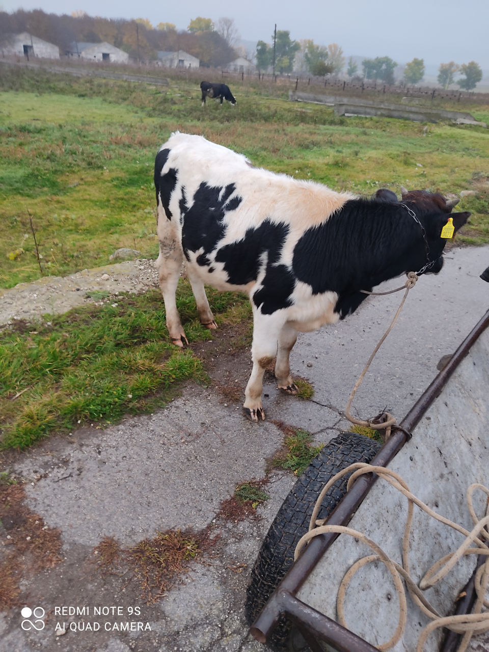 Se vinde vitel frumos are 6 luni