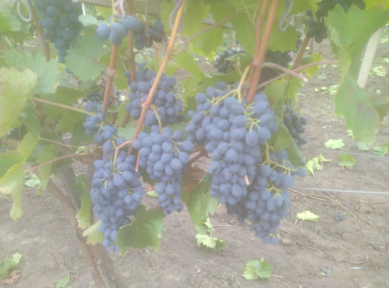 Struguri de Moldova și Viorica