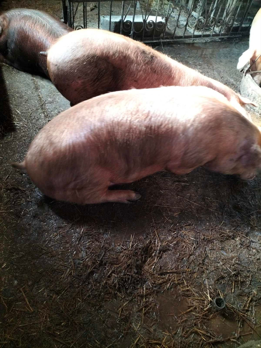 Carne de porc, tăiem purcelul pe loc, luați numai carcasa și organele ...