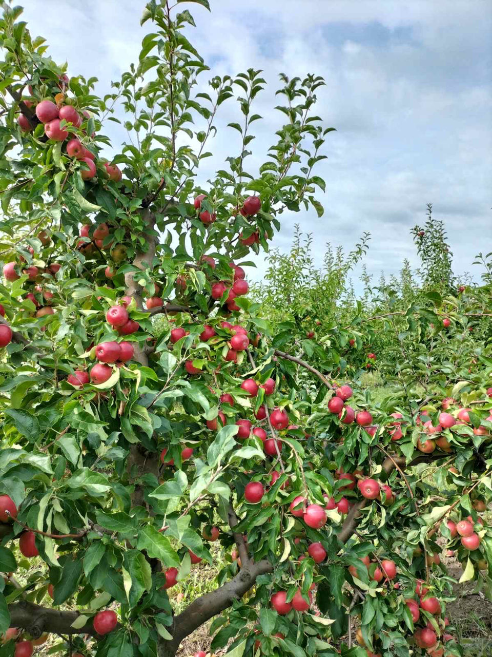 Vindem mere prima!!!