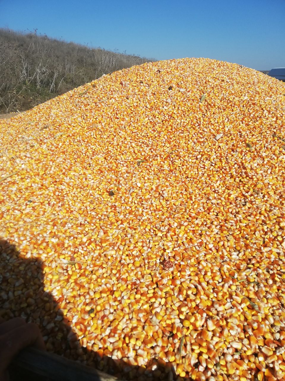 Vind porumb roada 2023