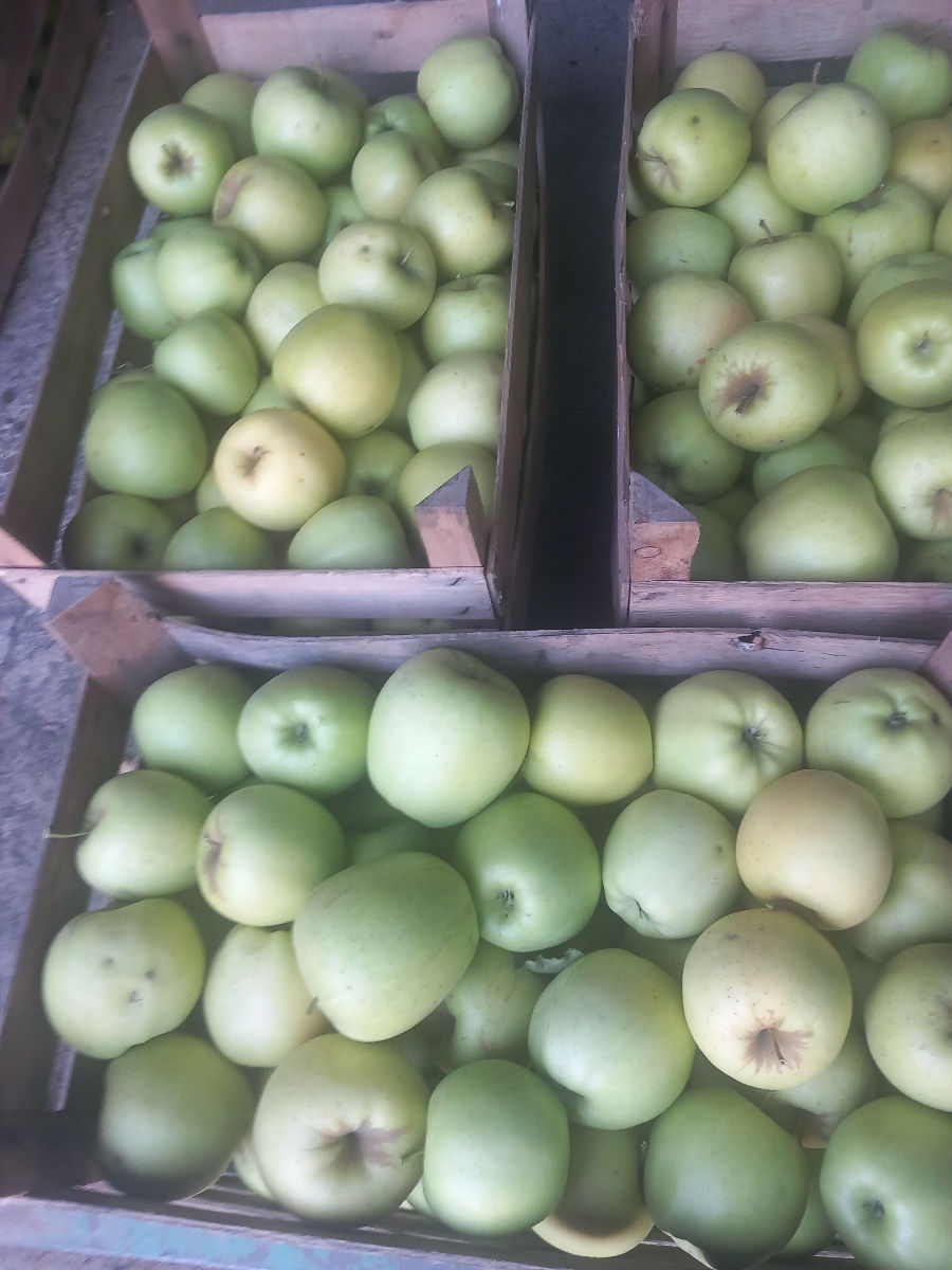 Aidared golden delicios florina.