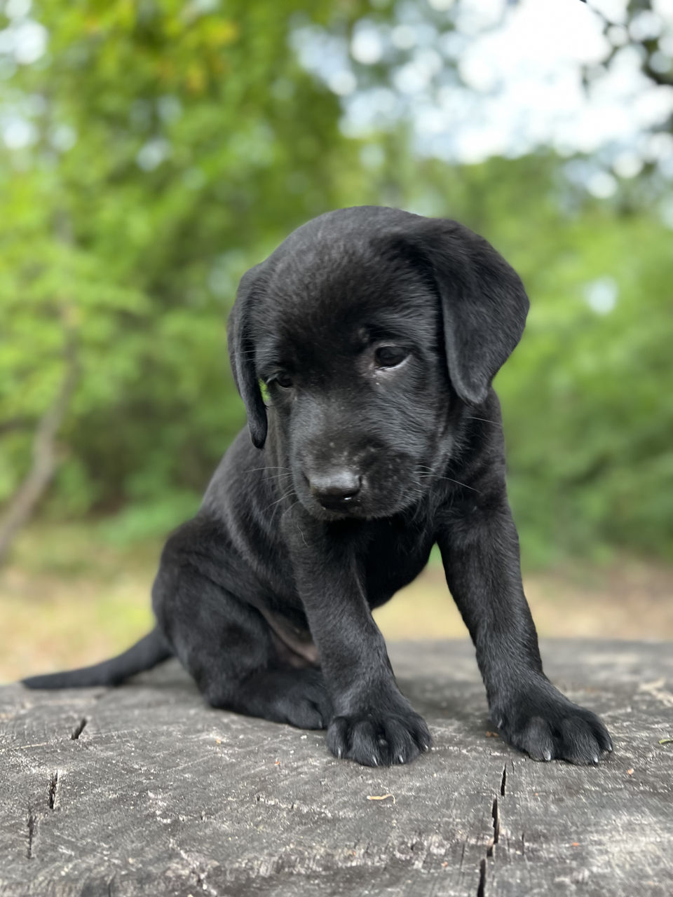 Vind labrador retriever