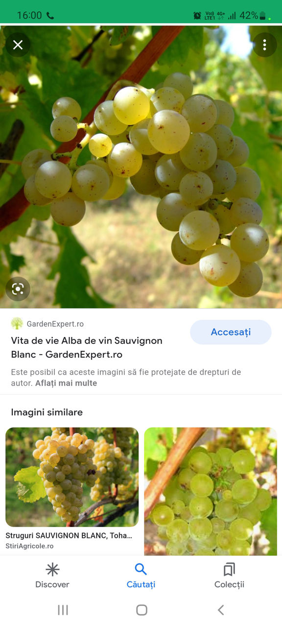 Struguri de Sauvignon (poama)