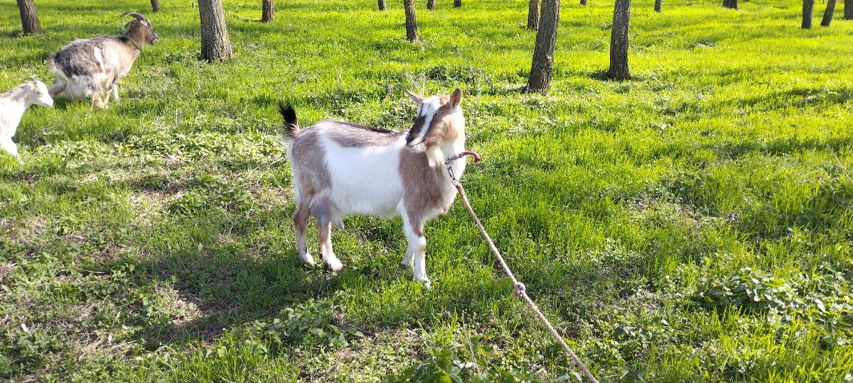 Vând capra 1500-2000 lei