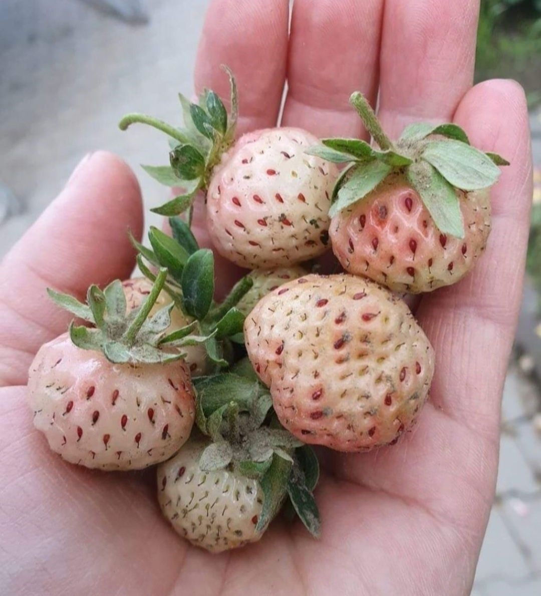 Râsadâ capsunâ albă Ananas / Клубника белая Ananas