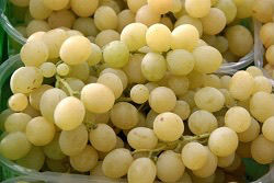 Struguri albi si negri de vanzare (noaha, fraga alba)