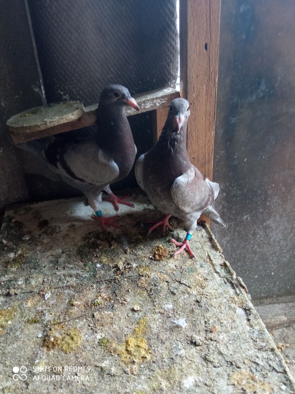 Vind pui porumbel texani.pui porumbei-postasi.