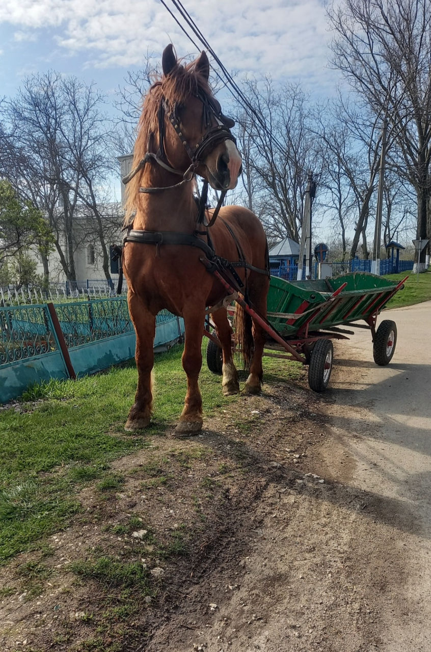 Se vinde armăsar greu