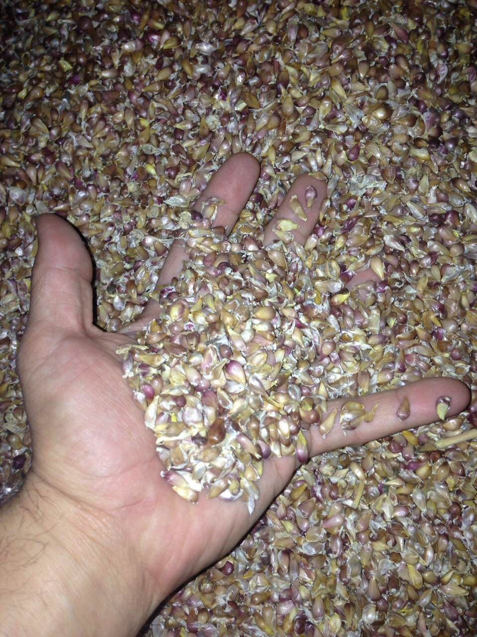 seminte de usturoi liubasha