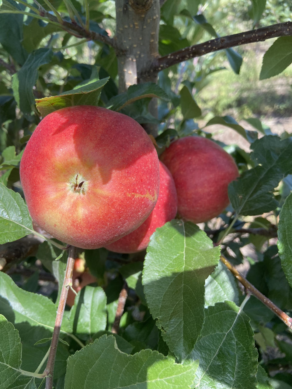 Vindem mere Gala Buckeye si Gala Must